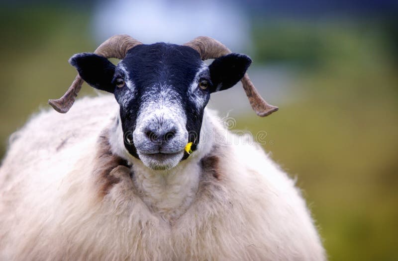 Sheep Staring Up Close View Head Stock Image - Image of coat, head ...