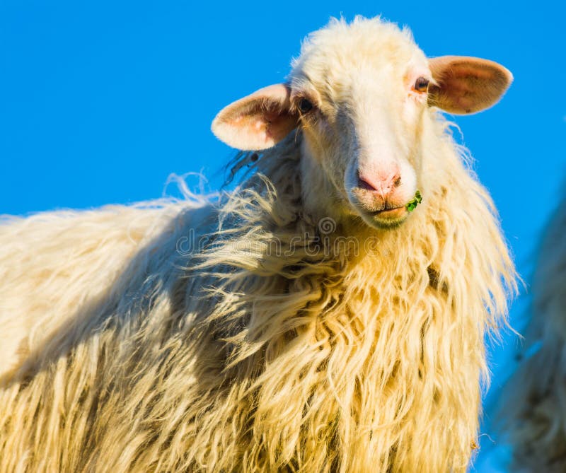 Sheep Staring at the Camera Stock Photo - Image of paddock, hardy: 89797910