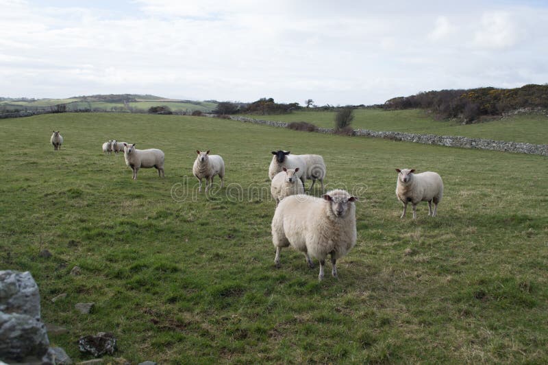 Sheep Staring Menacingly Towards a Camera Stock Photo - Image of camera ...
