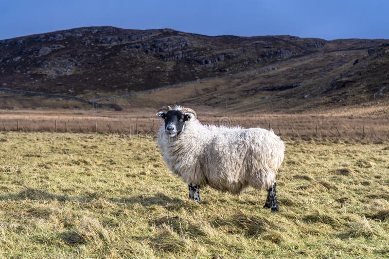 Sheep Staring in the Middle of Meadow Stock Image - Image of farming ...