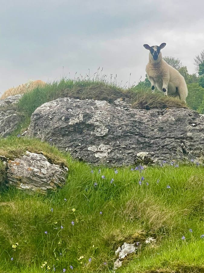 Sheep on Stone at Murlough Bay with Bluebells Stock Photo - Image of ...