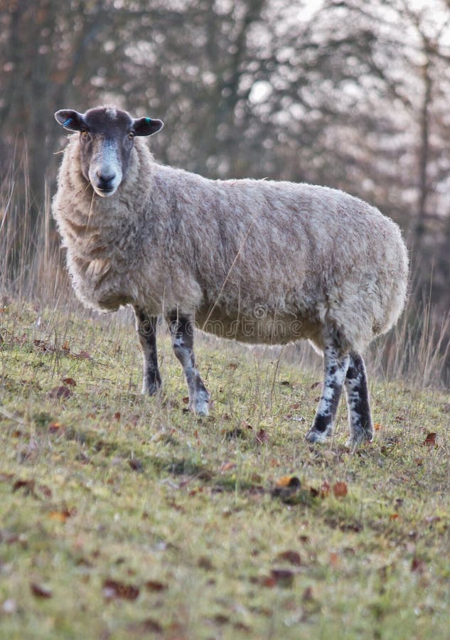 Sheep Stood on a Hill Portrait Stock Photo - Image of meat, hill: 22275802