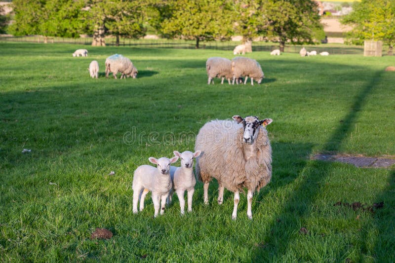 A Sheep Stood Next To Two Young Lambs in a Field Filled with More Sheep ...