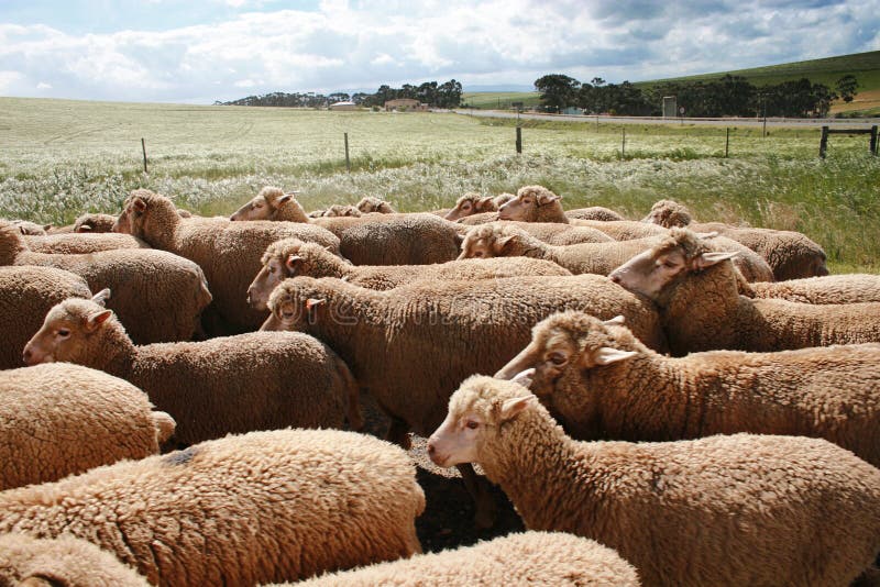 Sheep Stormclouds Stock Photos - Free & Royalty-Free Stock Photos from ...