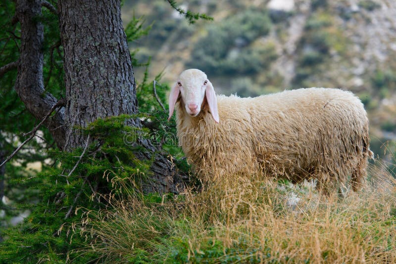197 Merino Sheep Tree Stock Photos - Free & Royalty-Free Stock Photos ...