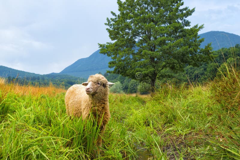 Sheep in a Summer Landscape and Grass Stock Photo - Image of grazing ...