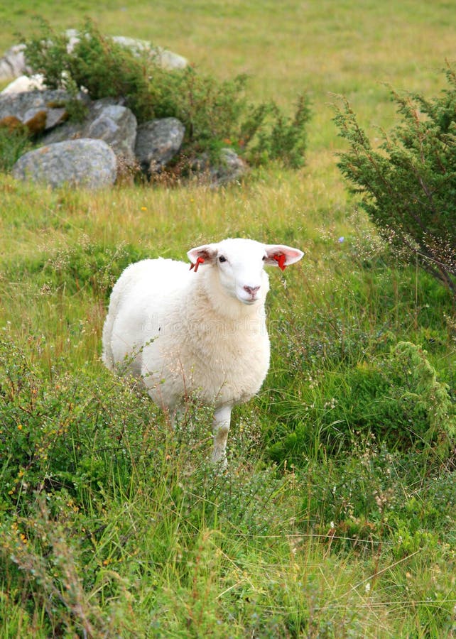 Sheep in Summer pasture stock photo. Image of scenic, forest - 2944636