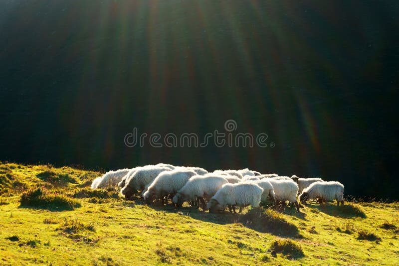 Sheep with sun rays stock photo. Image of rays, woolly - 60756854