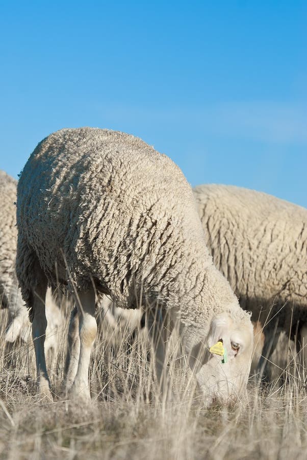 Sheep in a sunny day. stock image. Image of black, mammal - 24097823