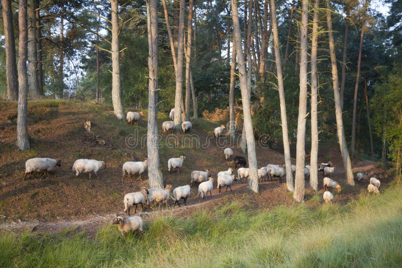 Sheep in sunny forest stock image. Image of green, country - 43873959