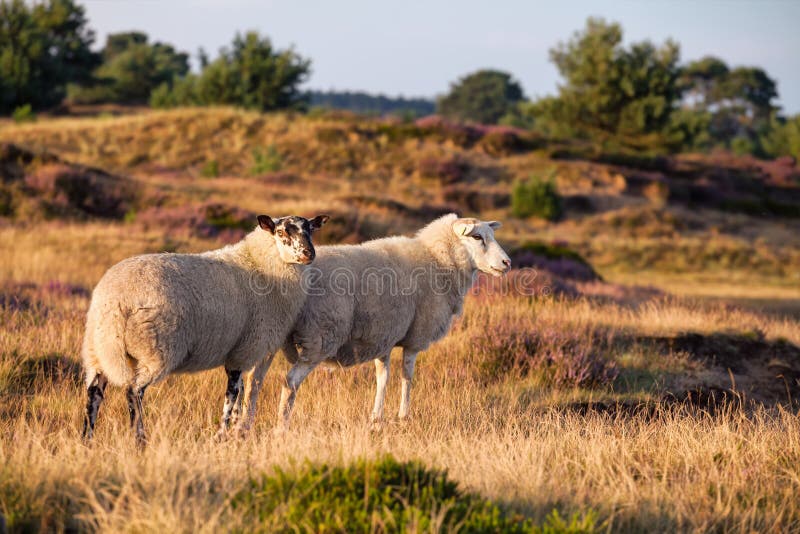 Sheep on sunny hills stock photo. Image of hill, season - 77072690