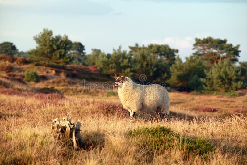 Sheep on Sunny Summer Heathland Stock Image - Image of nature, sheep ...