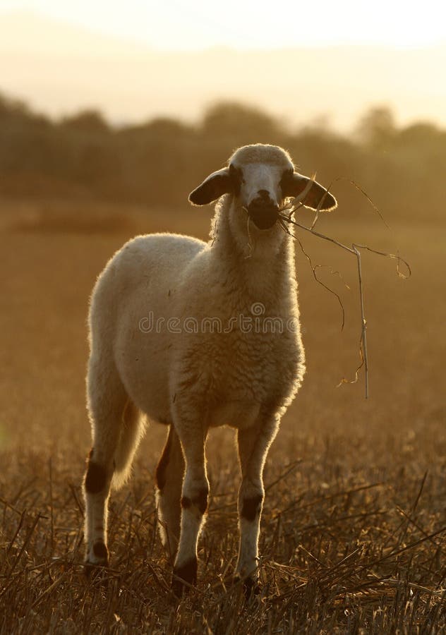 Sheep at Dawn stock image. Image of grass, cute, field - 202229