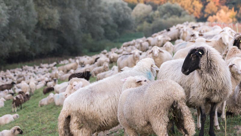 Sheep at Sunrise stock photo. Image of sunrise, green - 34059358