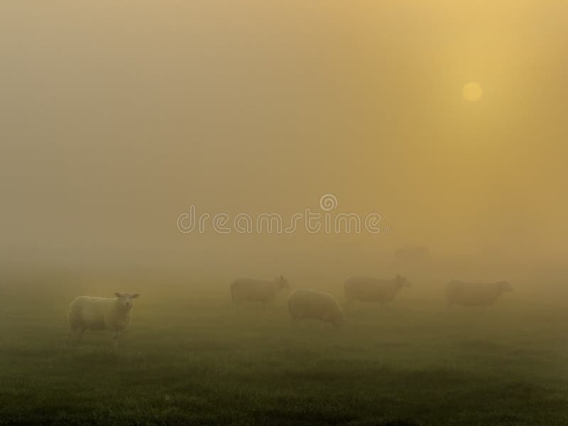 Sheep at sunrise stock photo. Image of scenery, landscape - 63121662