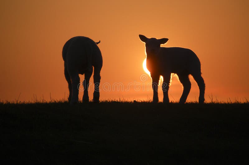 Sheep in sunset stock image. Image of milk, dark, lamb - 22777829