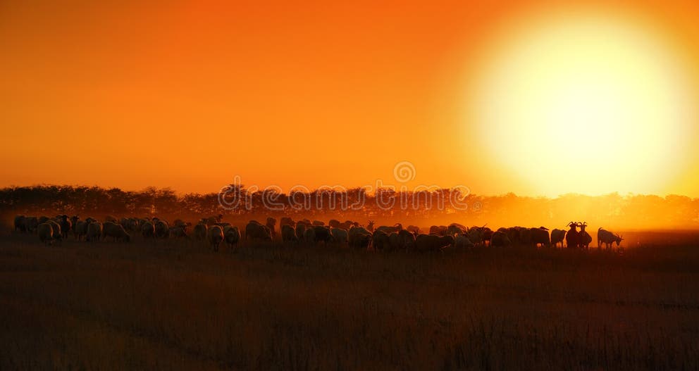 927 Ram Silhouette Stock Photos - Free & Royalty-Free Stock Photos from ...