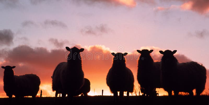 Sheep at sunset. stock image. Image of sunset, silhouette - 45705007