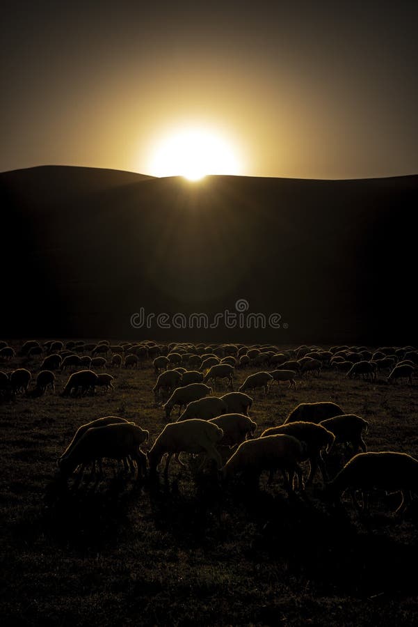 Sheep at sunset stock image. Image of graze, field, cattle - 67213993