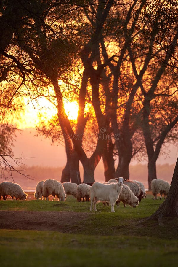 Sheep in the sunset light stock photo. Image of sheep - 231144964