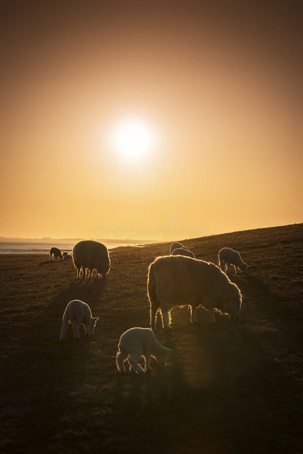 Sheep at sunset stock image. Image of innocent, horizontal - 30393469