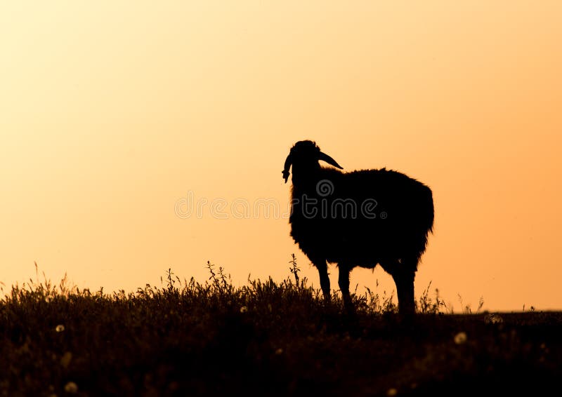 Sheep at sunset stock photo. Image of cloud, black, animal - 103347908