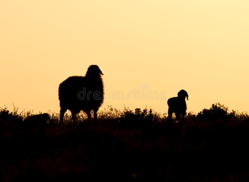 Sheep at sunset stock photo. Image of sheep, livestock - 103347930