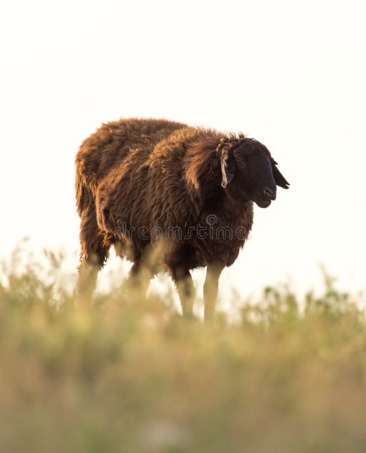 Sheep at sunset stock photo. Image of outdoors, cloudscape - 107649158