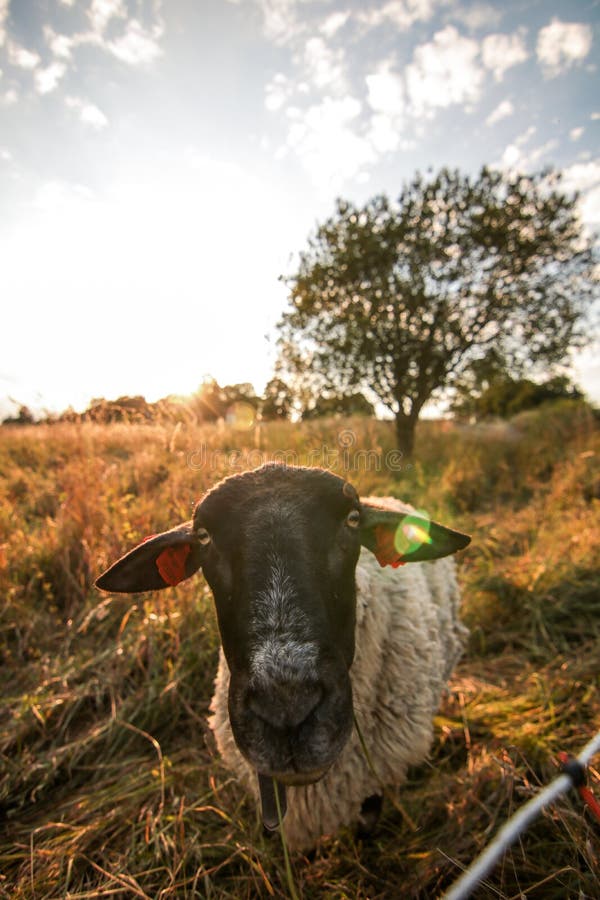 Sheep at a Sunset with Tree in Background Stock Image - Image of ...
