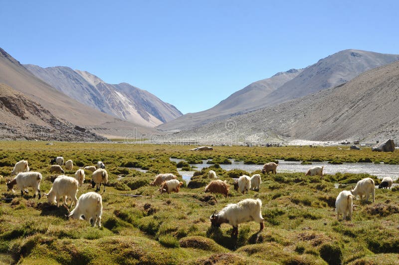Sheep Surrounding with Mountain in Ladakh, India Stock Image - Image of ...
