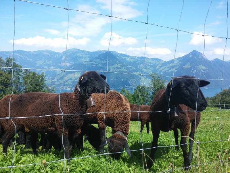 Sheep in Swiss Alps stock image. Image of animals, pasture - 50307603