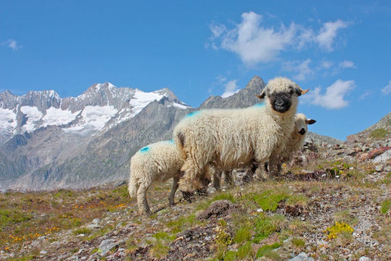 Sheep in Switzerland stock image. Image of landscape - 20326689