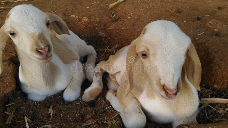 Sheep stock image. Image of sheep, friends, symbol, true - 124542121