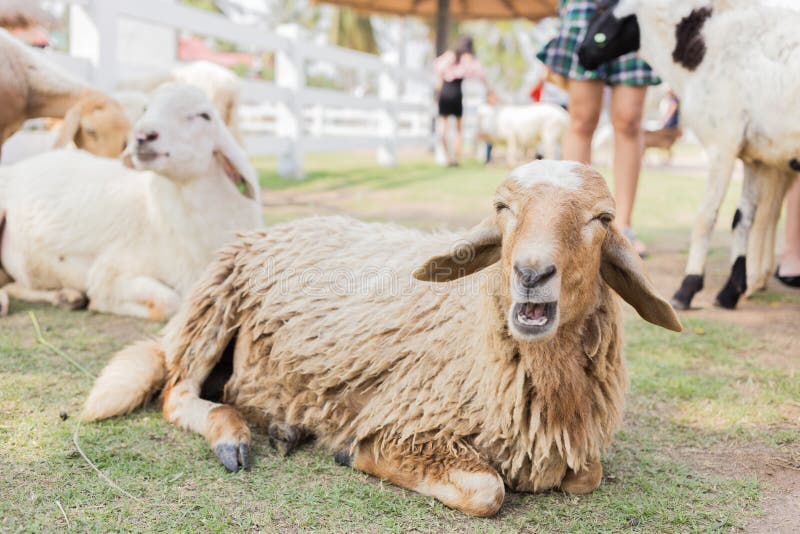 Sheep take a rest stock photo. Image of herding, cute - 53548578