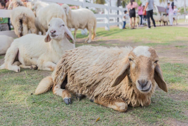 Sheep take a rest stock photo. Image of face, ribs, paddock - 53548590