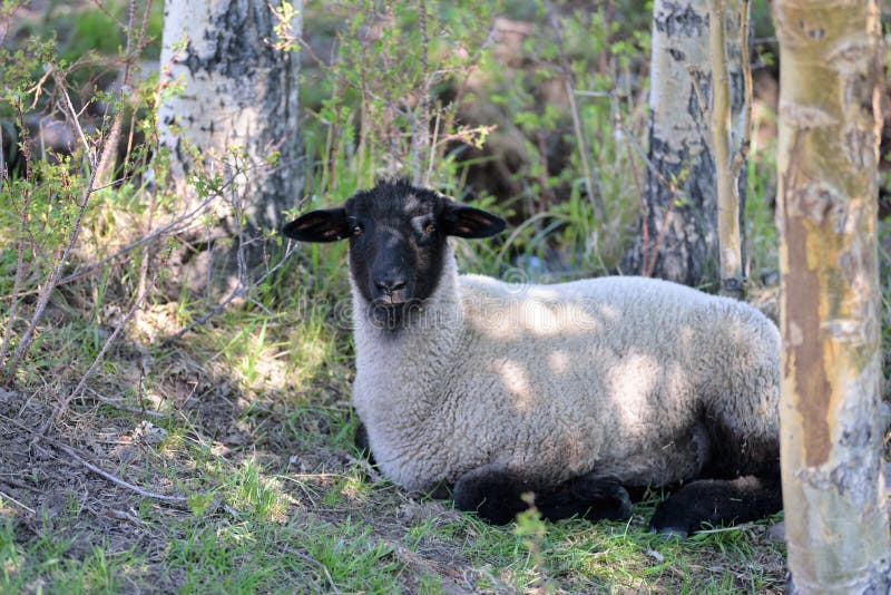 A Sheep Takes a Rest in the Shadows of Trees Stock Photo - Image of ...