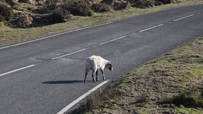 Sheep Taking a Risk on the Road Stock Video - Video of rugged, stupid ...
