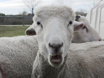 Sheep Talking stock photo. Image of closeup, crevaces - 63322634