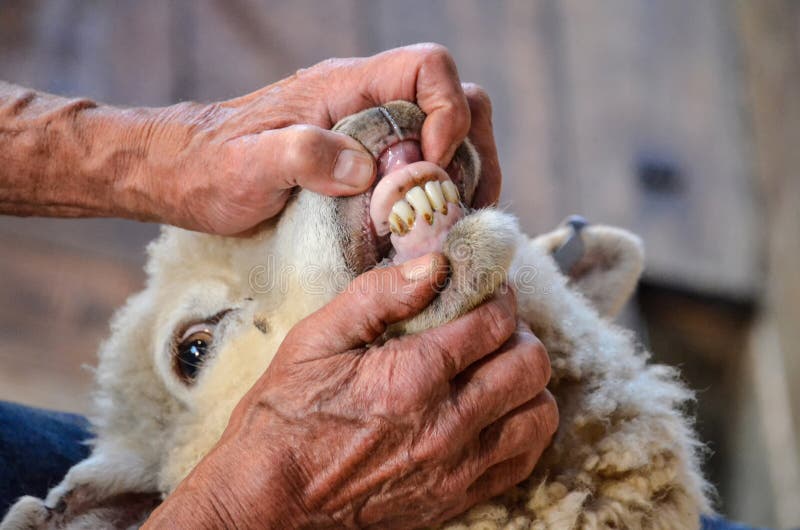 Sheep, teeth and gum stock photo. Image of spot, trader - 84253208
