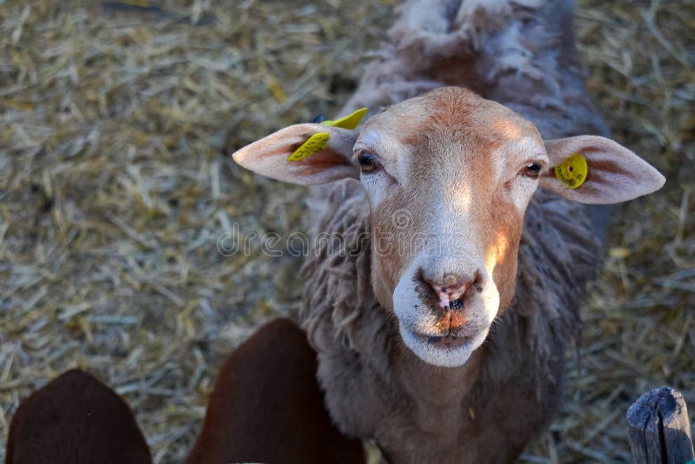 SHEEP stock photo. Image of sheep, animals, amusing - 144134834