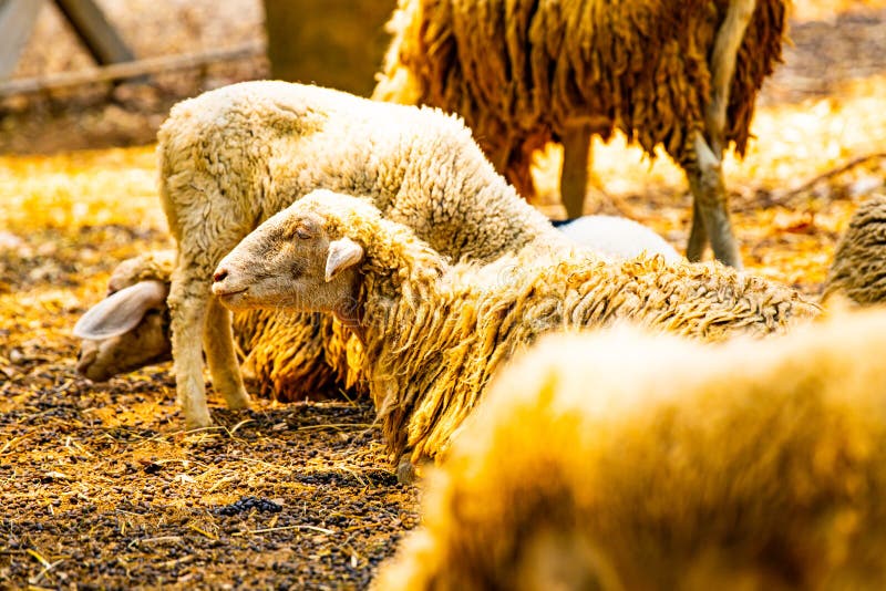 Sheep in the Thai farm stock image. Image of cute, countryside - 156768375
