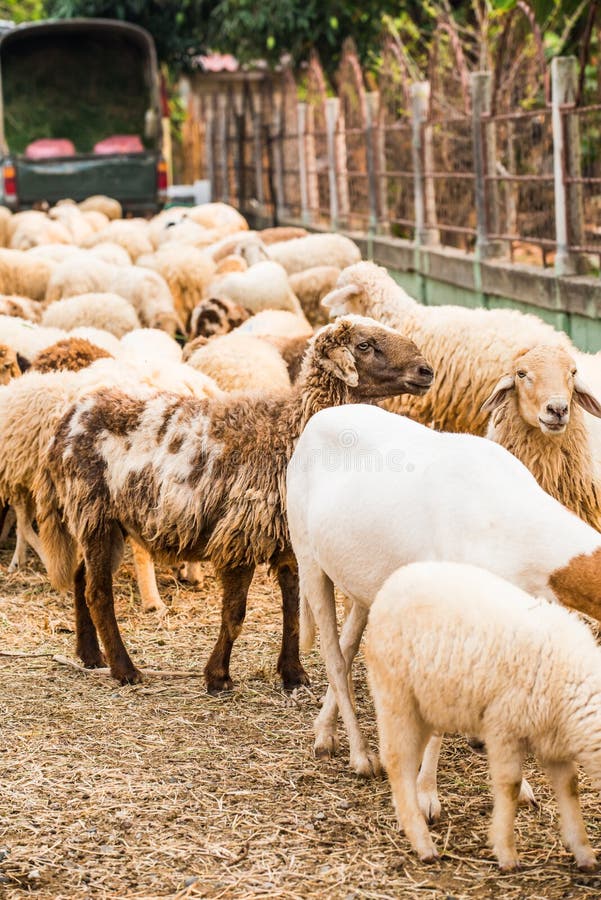 Sheep in Thai farm stock image. Image of rural, earth - 262774093