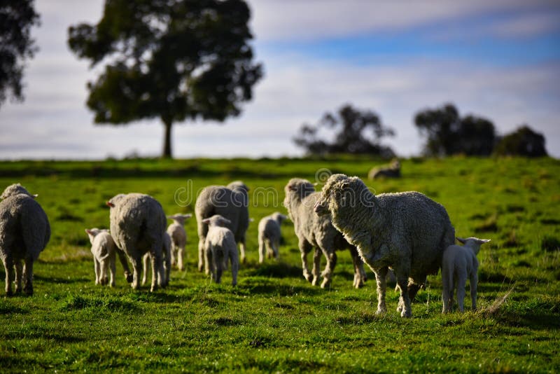 Sheep and Lambs in a Farm Paddock Australia Stock Image - Image of ...