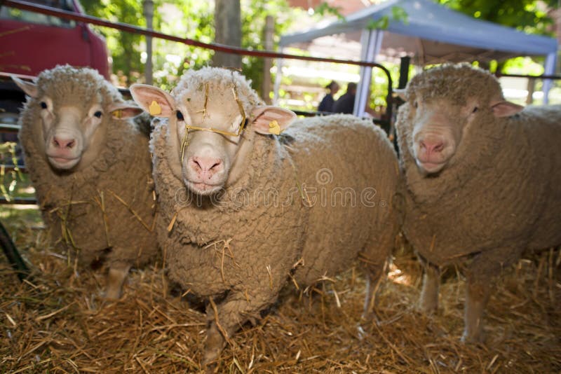Sheep stock image. Image of cote, fleece, horns, nature - 32346319