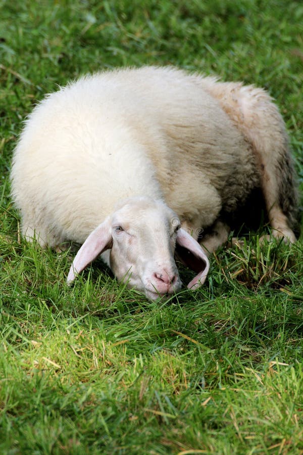 Tired sheep stock image. Image of pride, field, head - 28421343