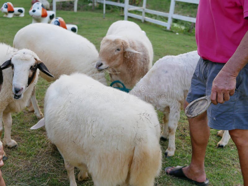 Sheep is about To Be Brushed / Groomed Its Hair by a Shepherd Stock ...