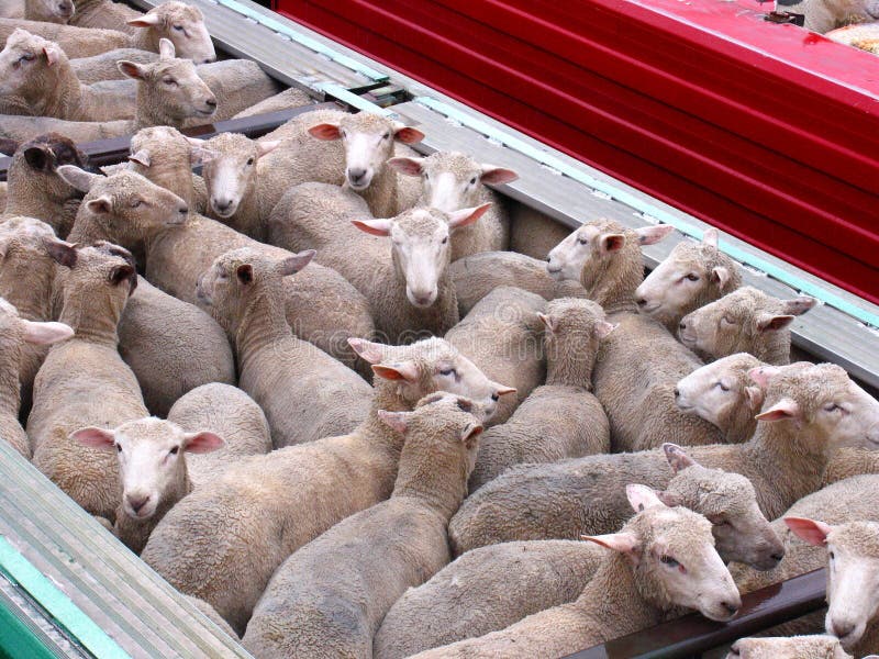 Sheep Transport Vehicle with Full Load Stock Photo - Image of cargo ...