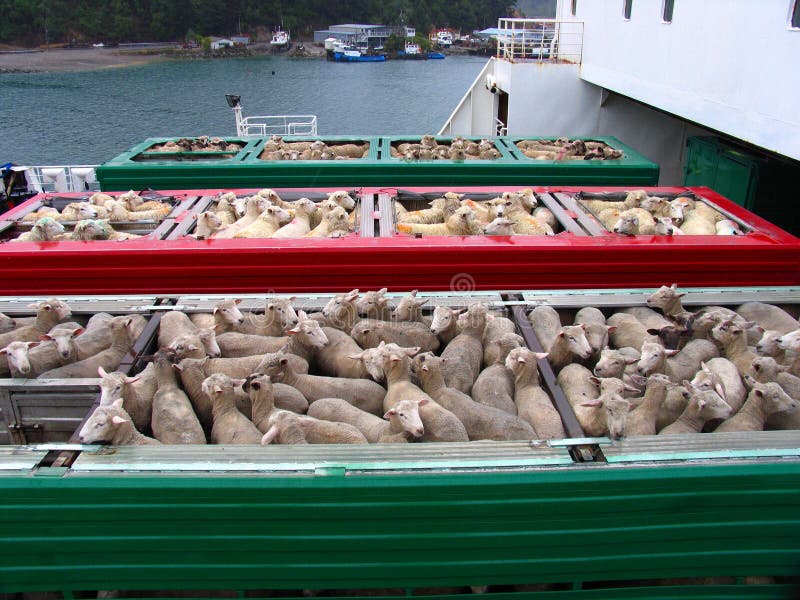 Sheep Transport Vehicle with Full Load Stock Photo - Image of cargo ...