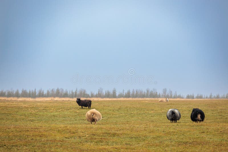 Sheep are Traditionally Reared on the Open Pastures and Meadows of ...