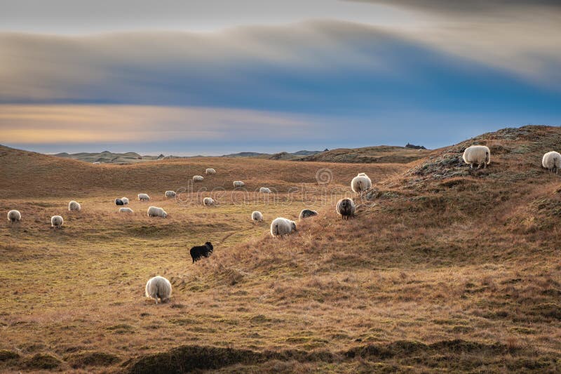 Sheep are Traditionally Reared on the Open Pastures and Meadows of ...